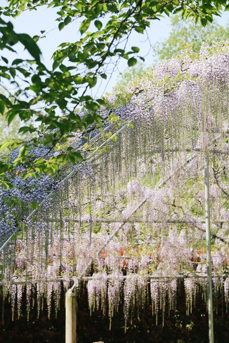 Ashikaga Flower Park - Someform
