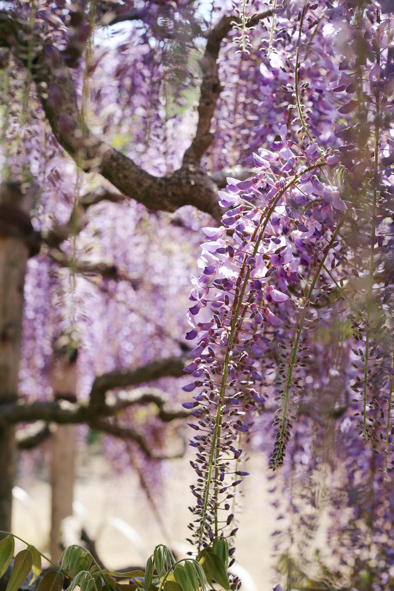 Ashikaga Flower Park - Someform